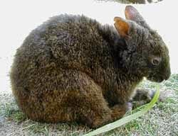 Amami wild black rabbit | Fun Animals Wiki, Videos, Pictures, Stories
