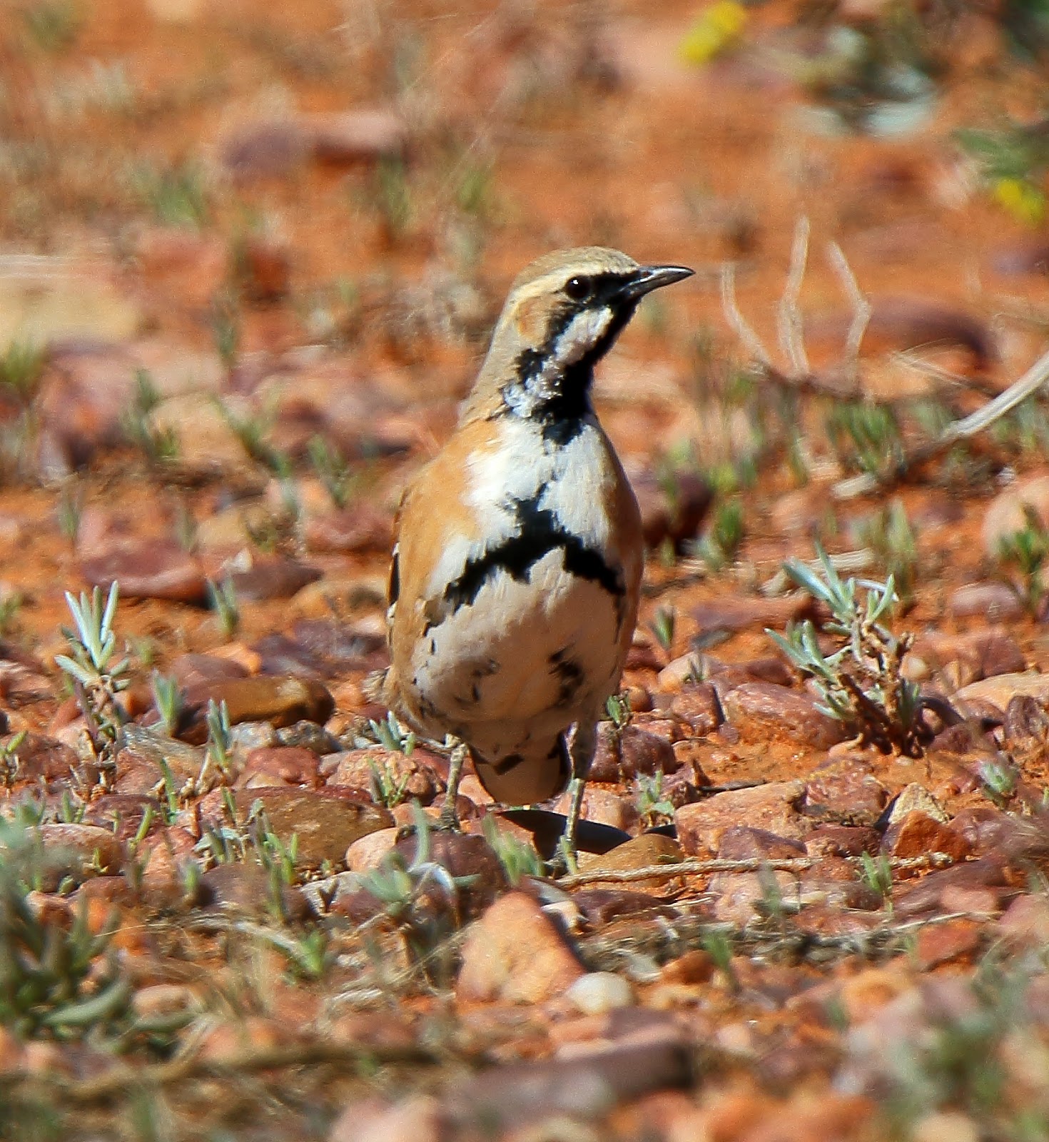 Richard Waring's Birds of Australia: Little Birds South of Alice Springs