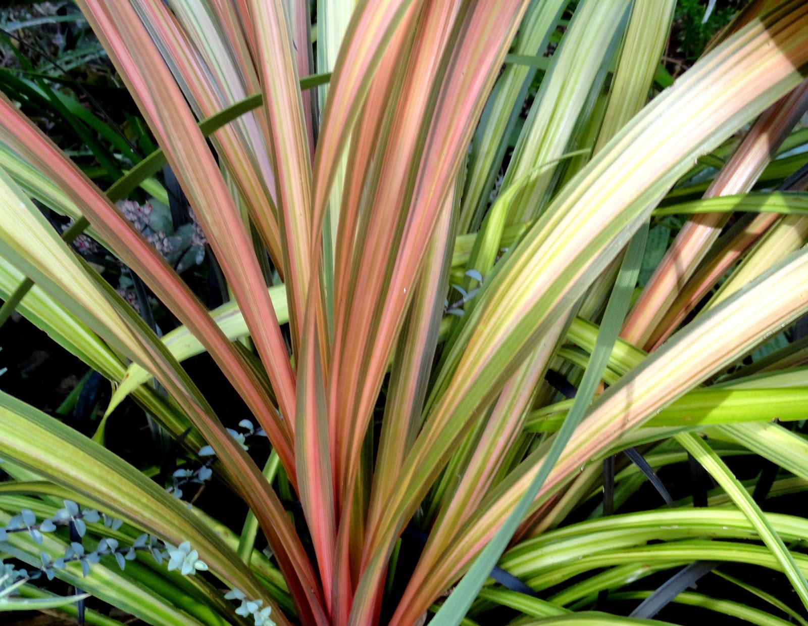danger garden: Cordyline Cha Cha is my favorite plant in the garden ...