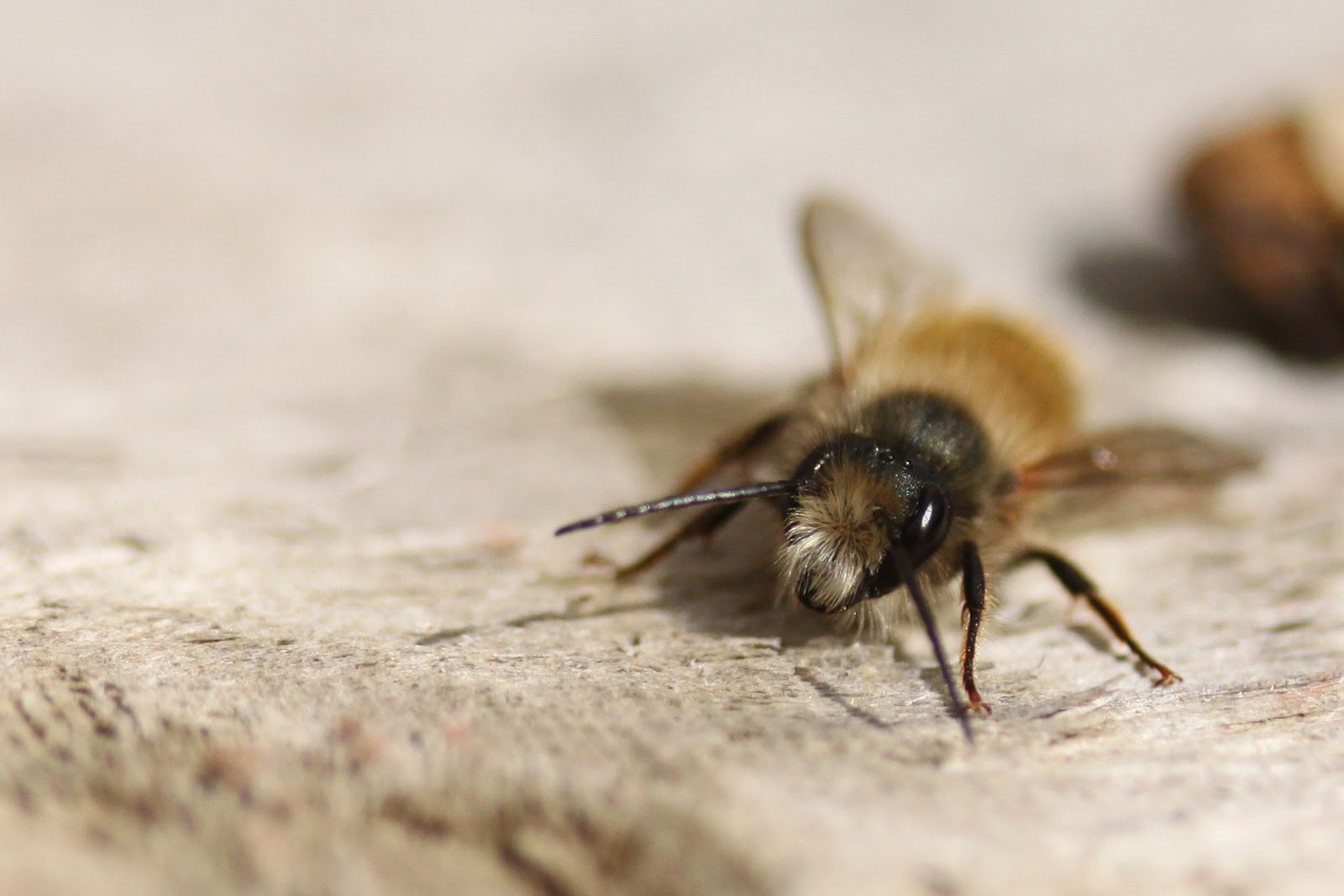 Views of the Ock: Return of the mason bees