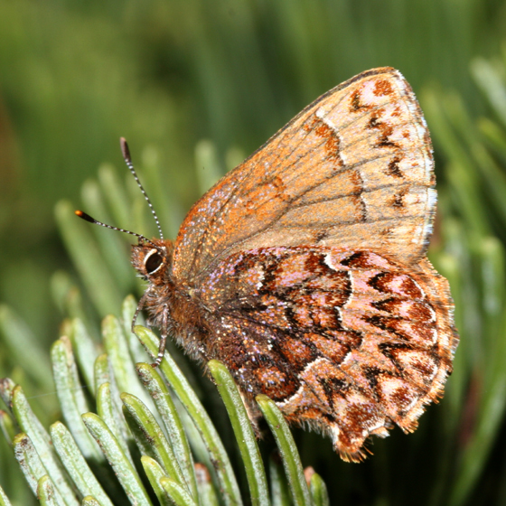 Western Pine Elfin ~ Butterfly of The Earth