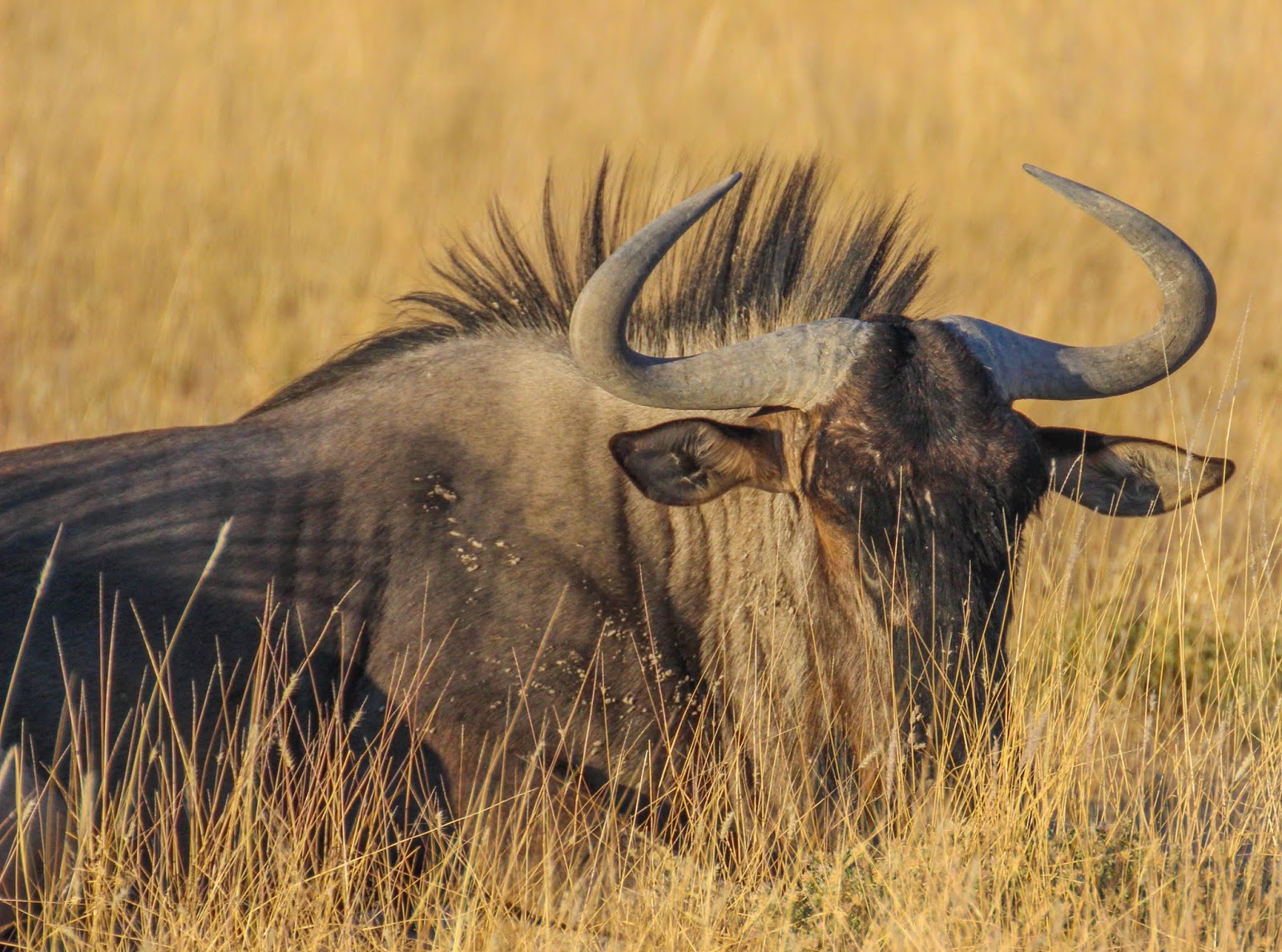 Cannundrums: Blue Wildebeest