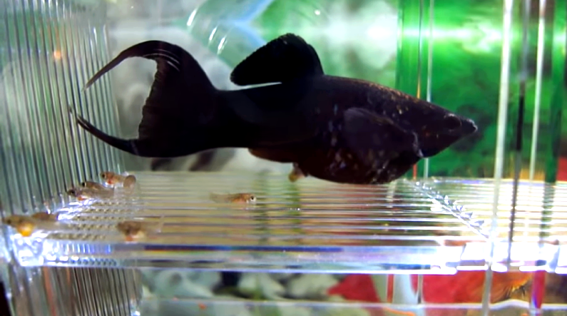 6 Cara Mudah dan Murah Budidaya Ikan Molly - Tentang Ikan