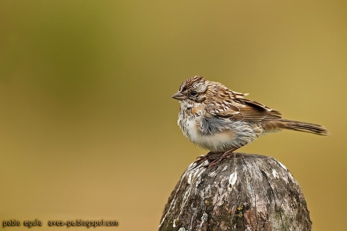 mis fotos de aves: Zonotrichia capensis Chingolo Rufous-collared Sparrow