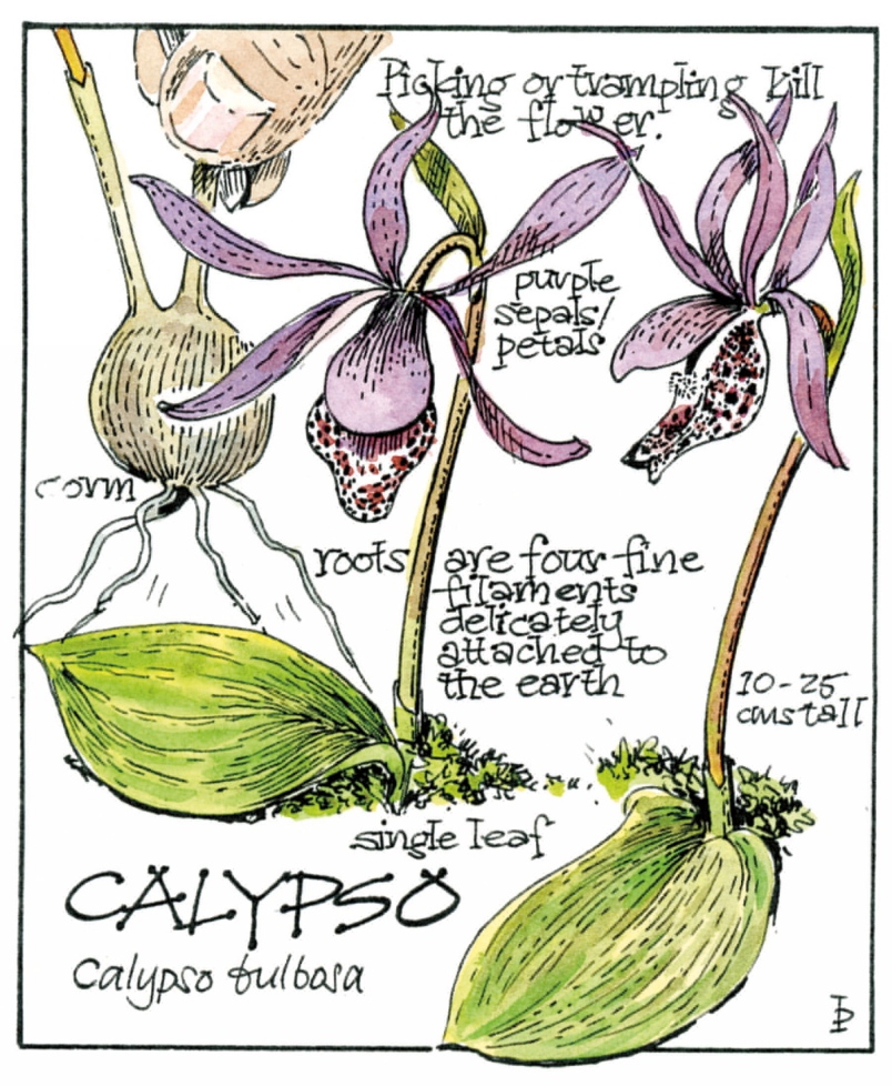 Not Buying Anything: Of Calypsos and Quests