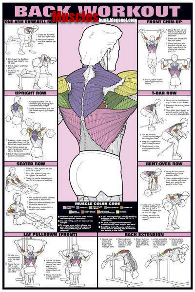 Best Exercise Chart | Bodybuilding and Fitness Zone