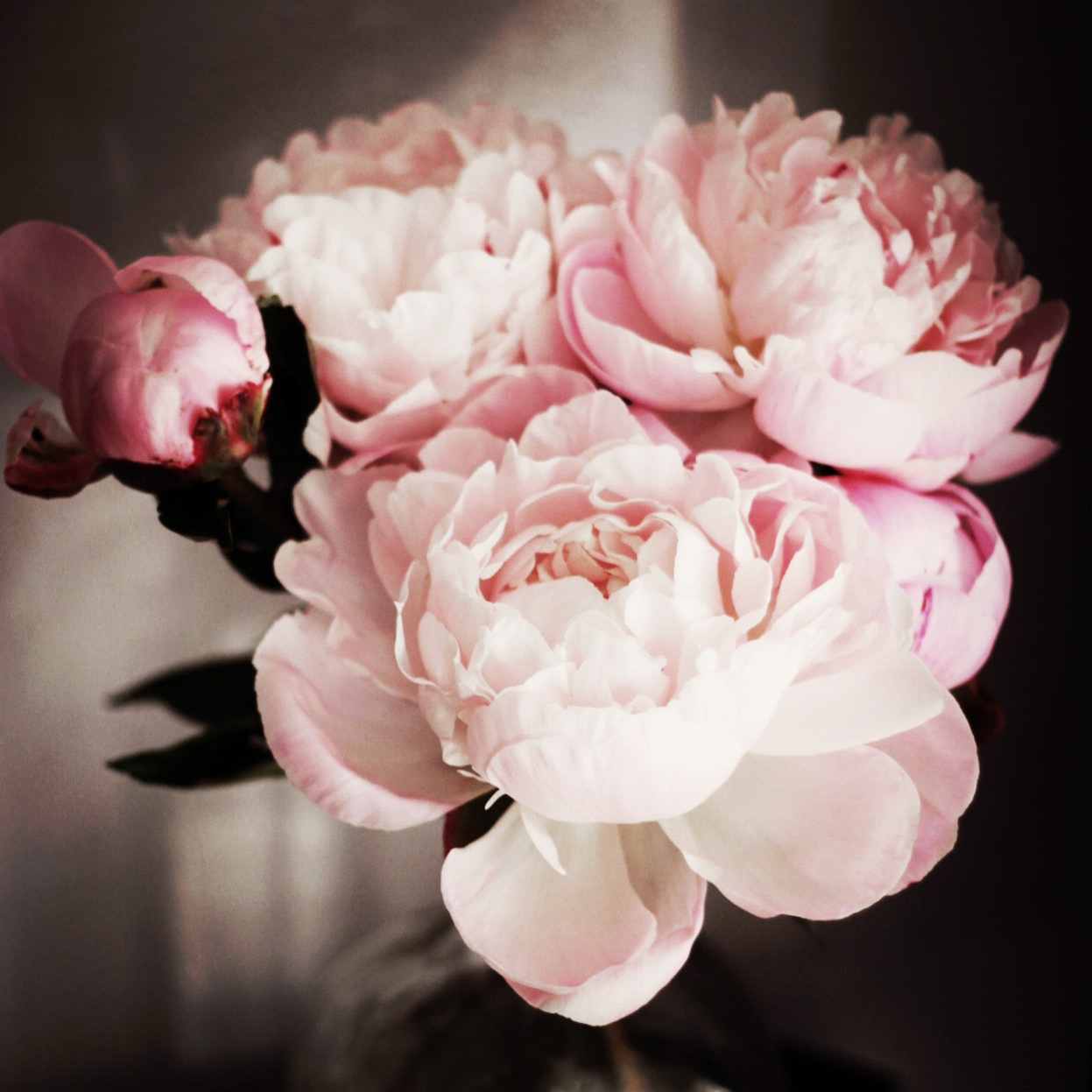 katherine lou: peonies