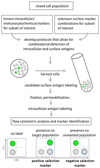 Neuromics: Protocol for Flow Cytometric Sorting of Enriched Neuronal ...