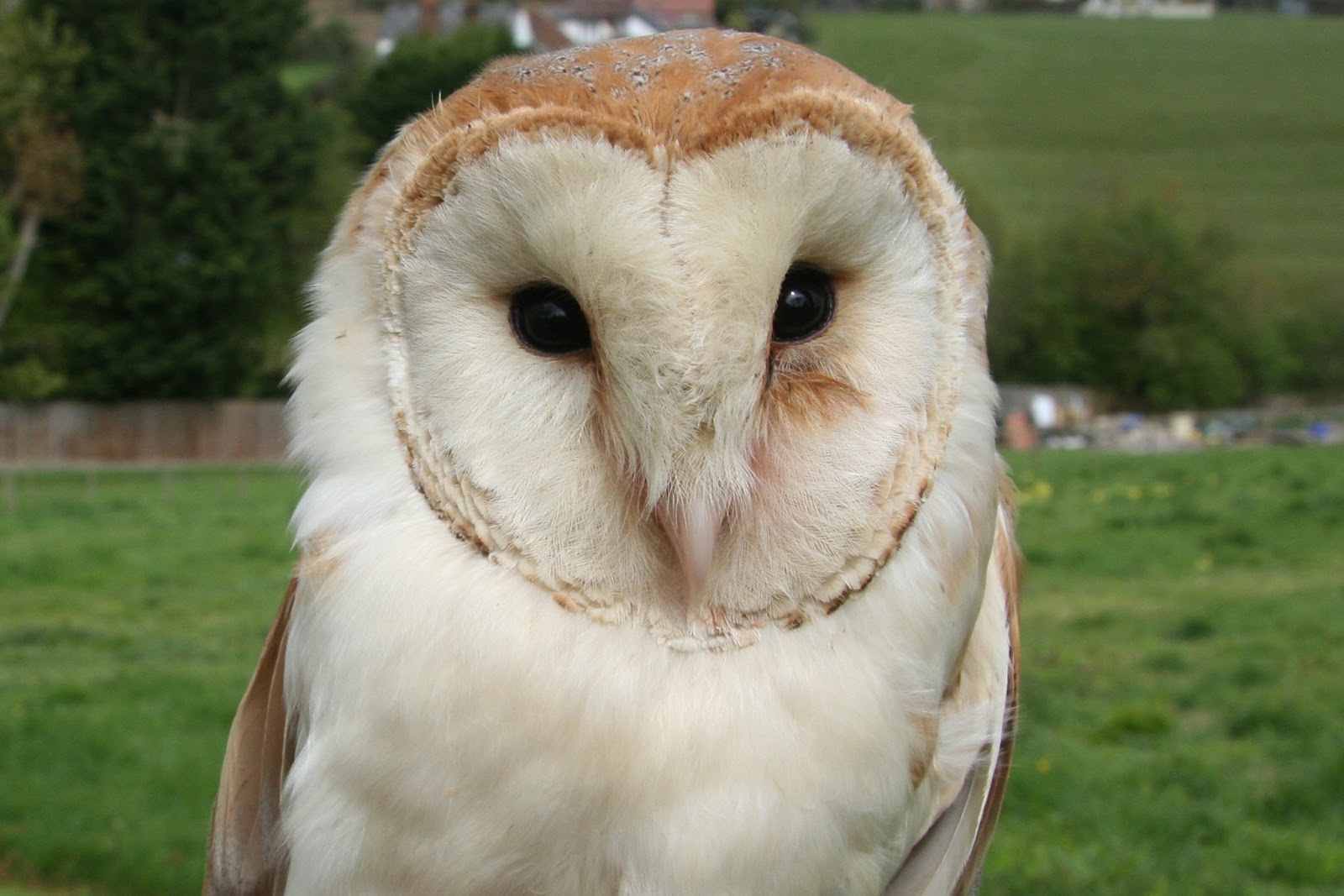 Bisham Barn Owl Group: 2017