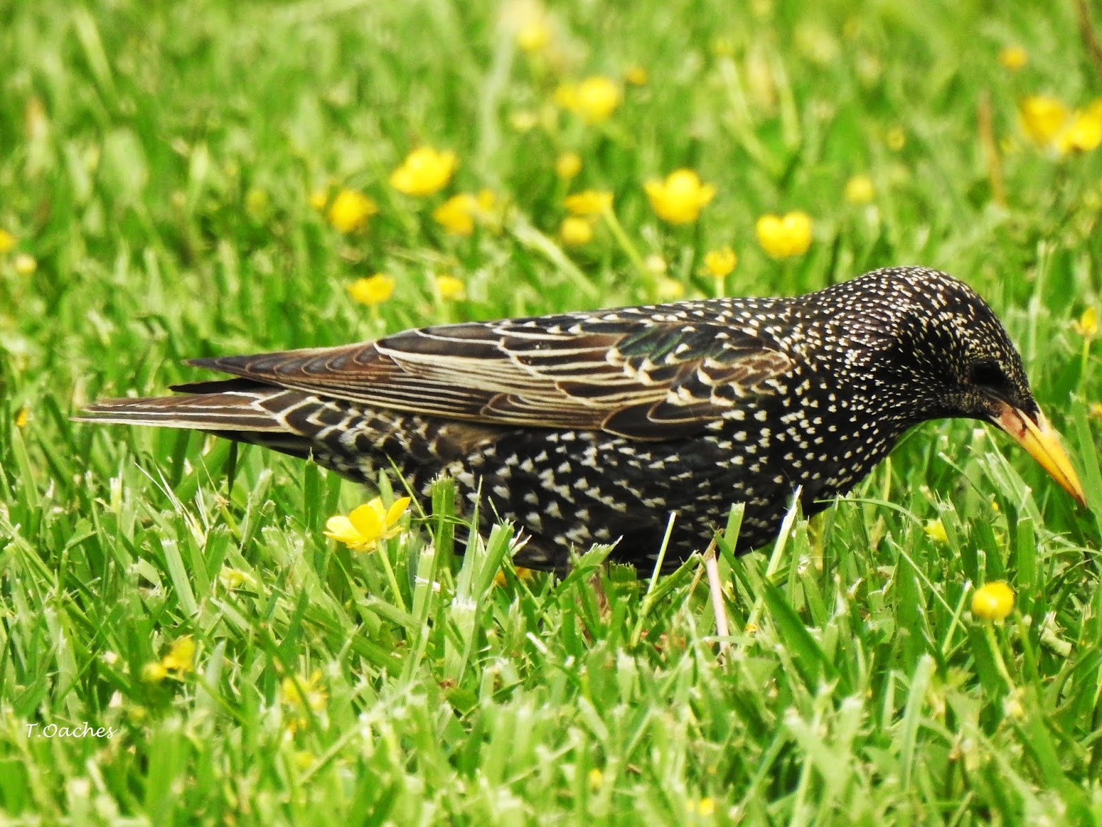 PASARI DIN ROMANIA: GRAUR (1), Sturnus vulgaris