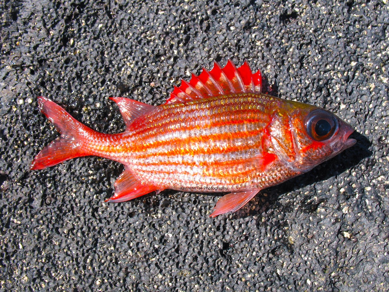 Hawaiian Fish With Red Fins
