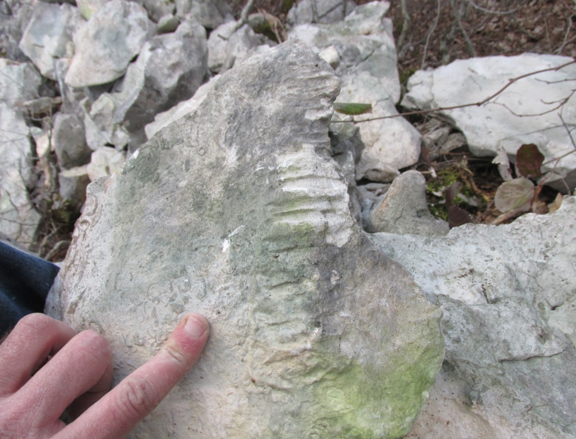 HERCEGOVINA-GEOARHEO: JEDINSTVENI FOSILI MORSKIH ŠKOLJAKA STARIH PREKO ...