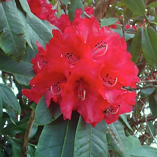 Theobrominated: Wednesday wildflower: Spanish heather