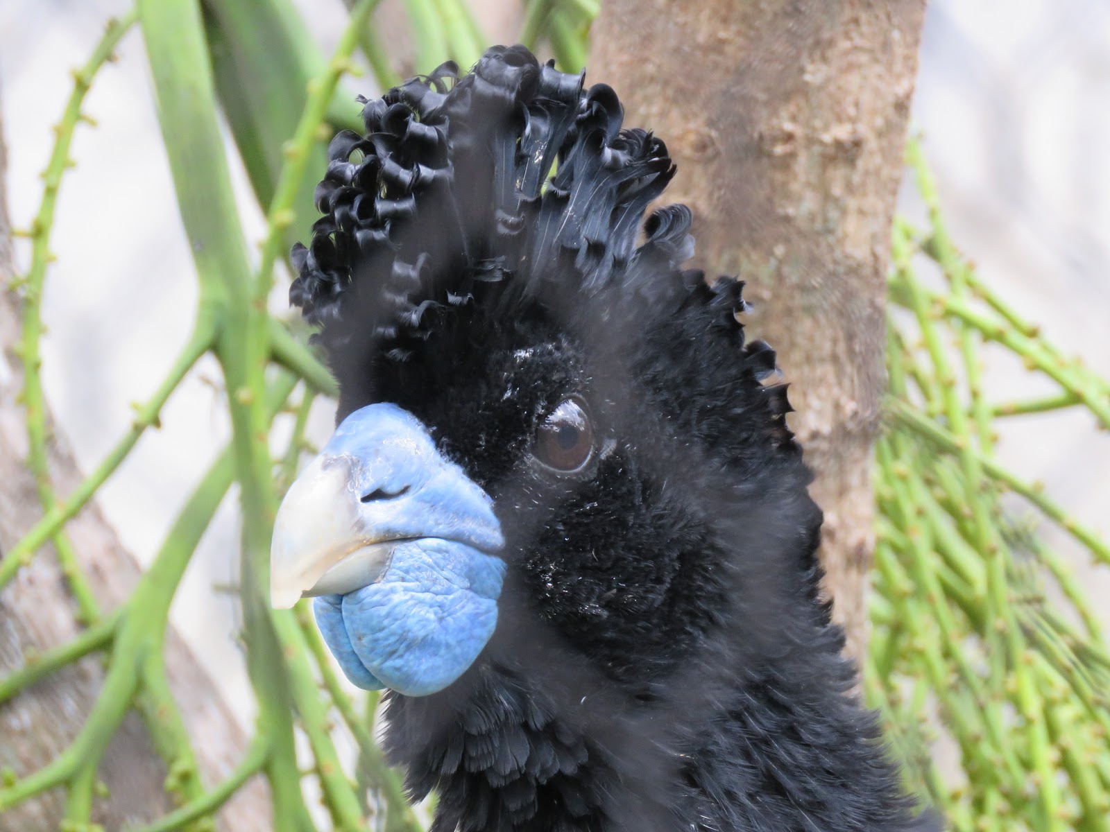 Bonao Internacional: EL PAJUIL COLOMBIANO , BELLEZA EXTREMA EN PELIGRO ...