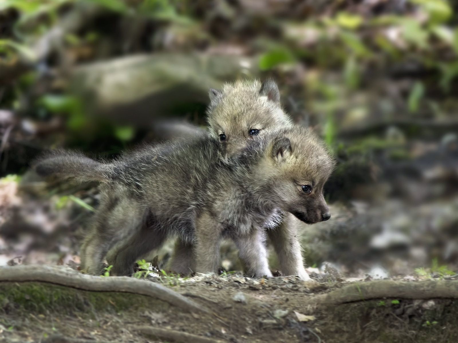 ΛΥΚΟΙ photos - wallpapers (ανανεωμένο) | the fun bank