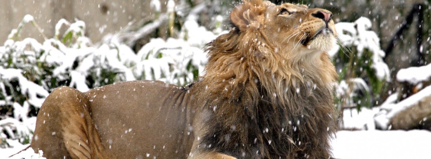 Lion Facebook Covers - Học tiếng nhật, java và mọi thứ