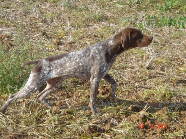 Cães & Cães: Braco Francês Tipo Pirineus - 01
