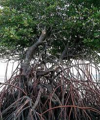 FUNGSI ORGAN TUBUH TUMBUHAN ~ APLIKASI KOMPUTER JURUSAN AGROTEKNOLOGI