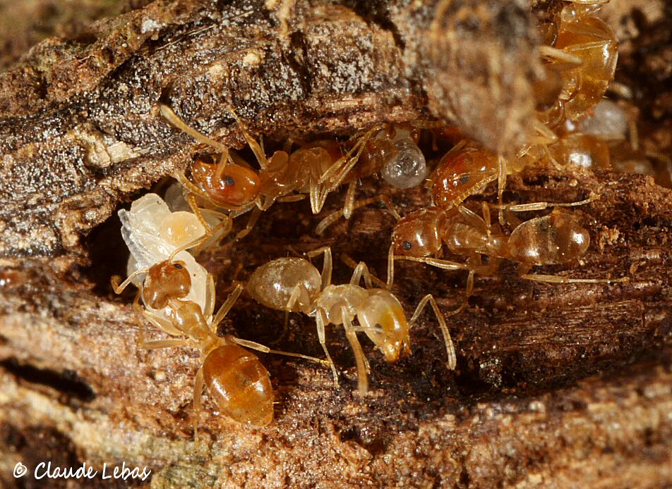 fourmis de Cuba- Hormigas de Cuba- Ants of Cuba: Tapinoma litorale cubaense