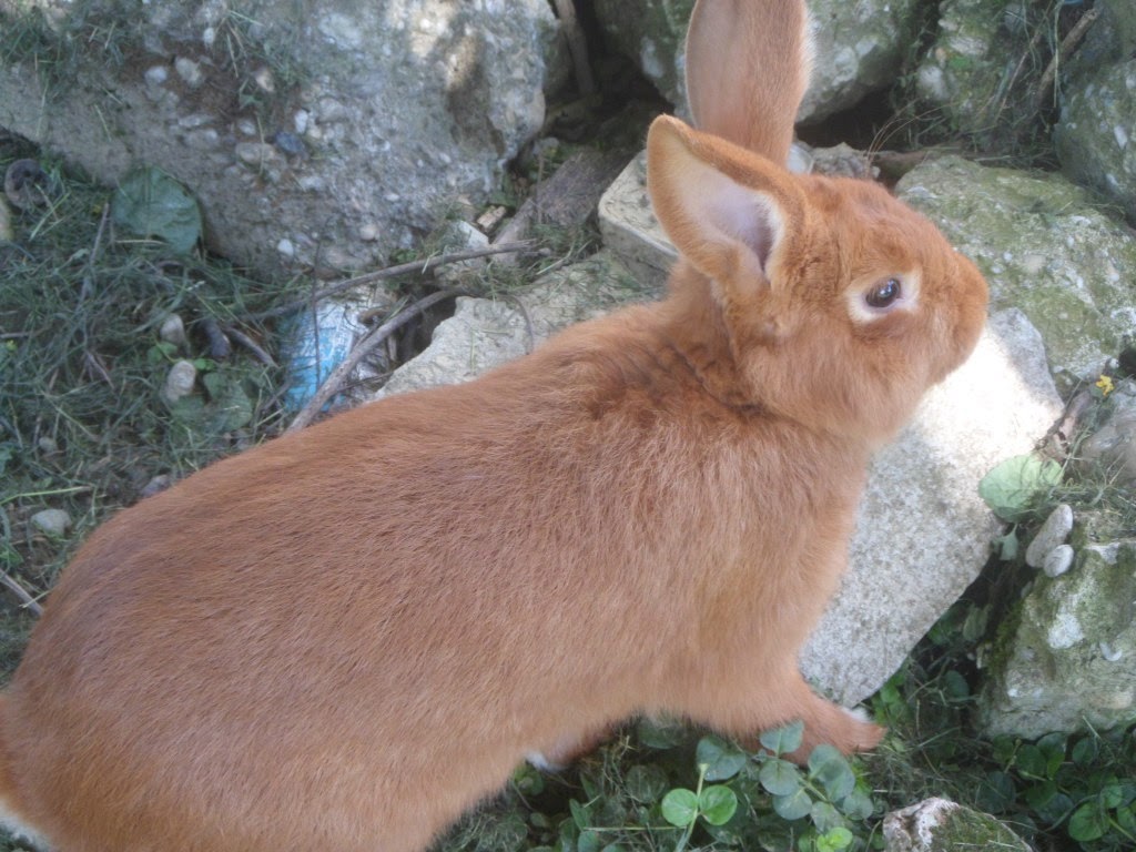 Rusty Pocket Rabbitry: Our Rabbits