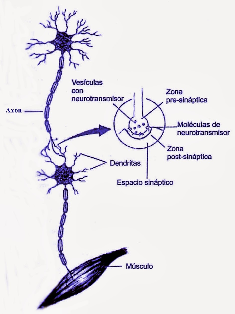Concepto de sinapsis