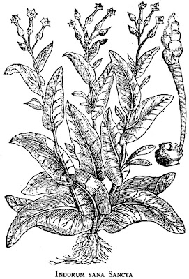 UCTP Taino News "Did You Know" Files: Tabako (Tobacco) is Taino