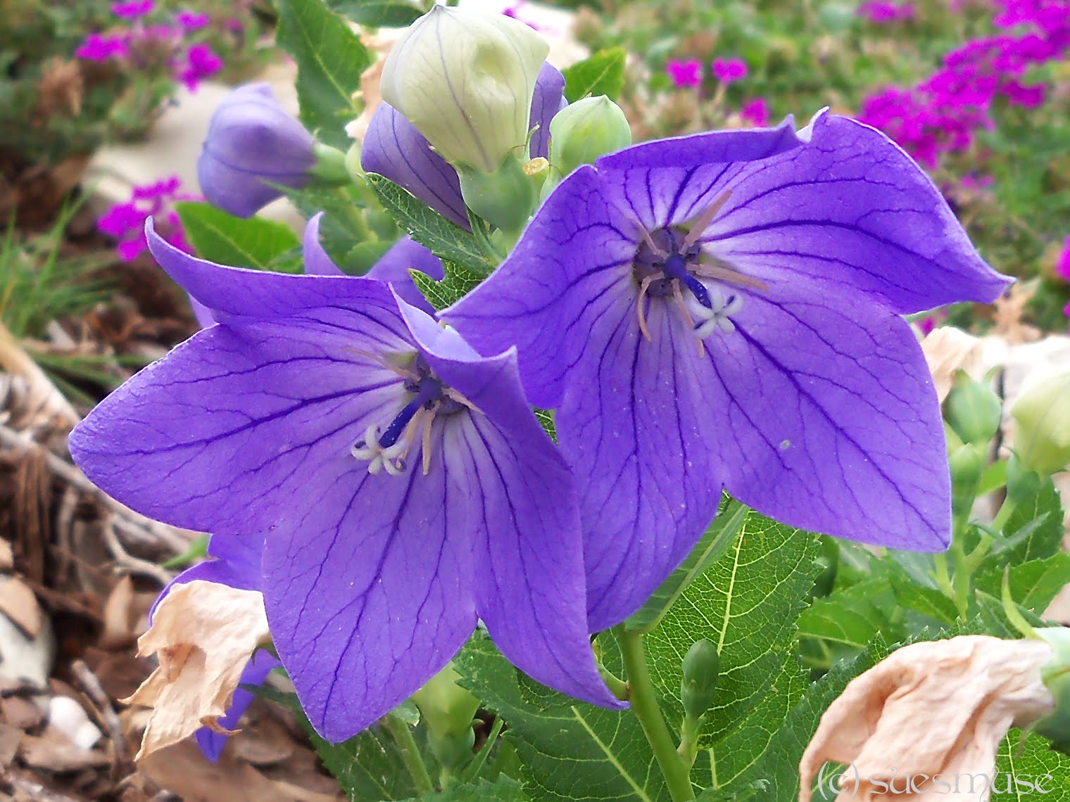 MY LIVING LENS: BALLOON FLOWER