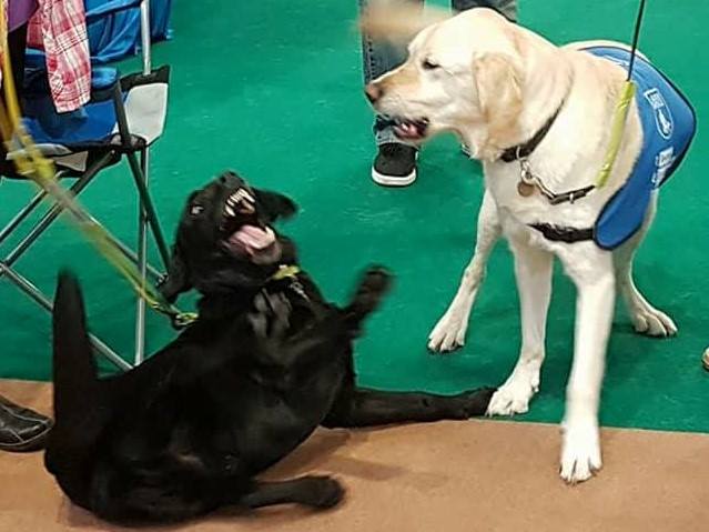 Guide Dog Oakley & NB Sola Gratia: Kanoodling Duties!