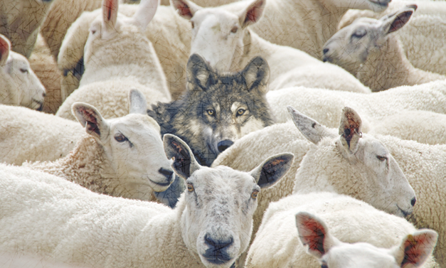 Zion Lutheran Church Sermons: Without Doctrine, The Church Is Powerless Against Savage Wolves