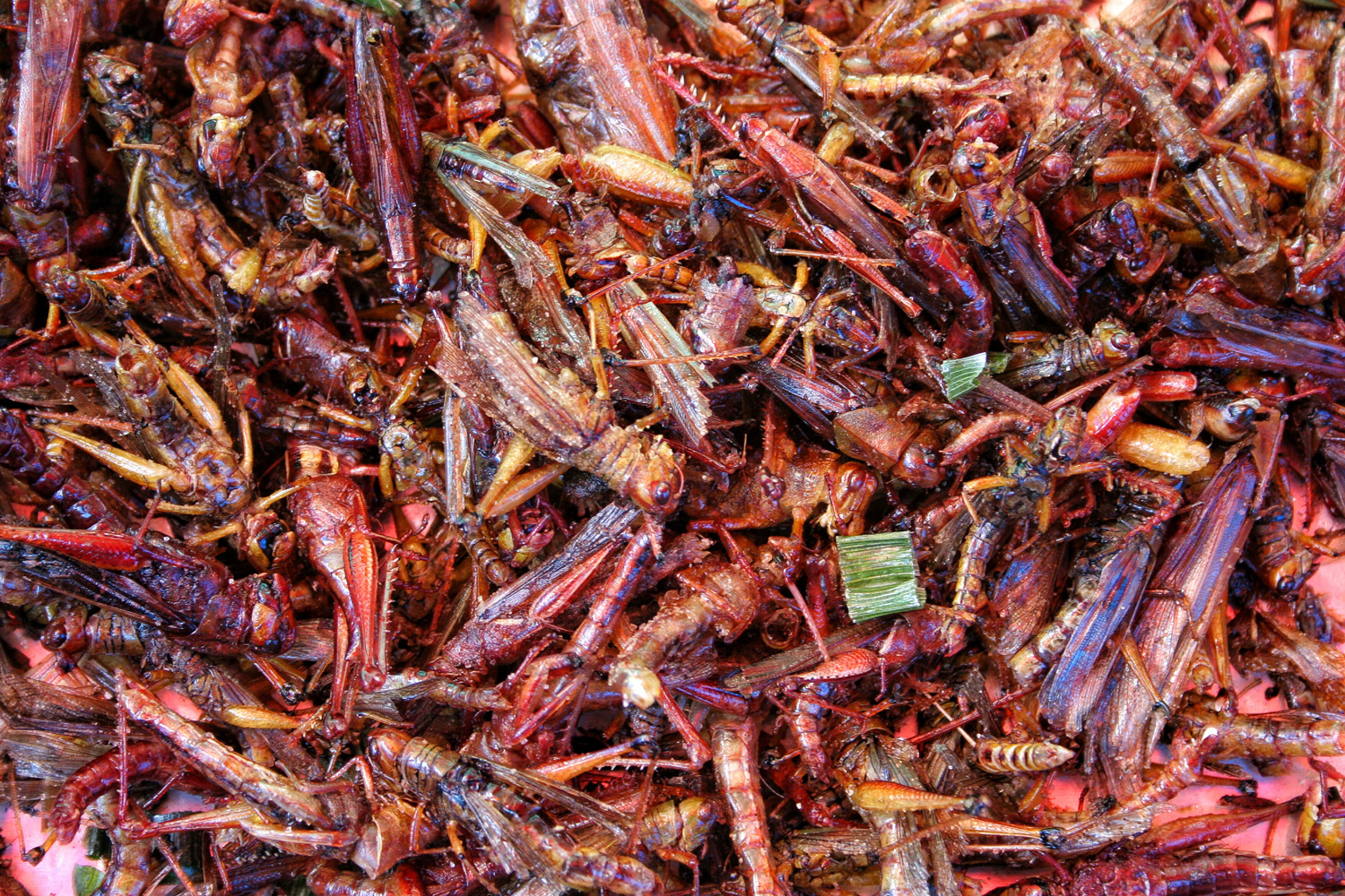 Jeremy Holton Australia/Thailand artist/teacher: *Thai food* Insects