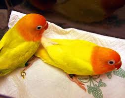 Burung Lovebird: Gaya Bercinta dari Burung Cinta - Usaha Rumahan