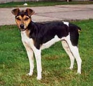 Natureza - in and around the Mata Atlantica: Brazilian Dogs