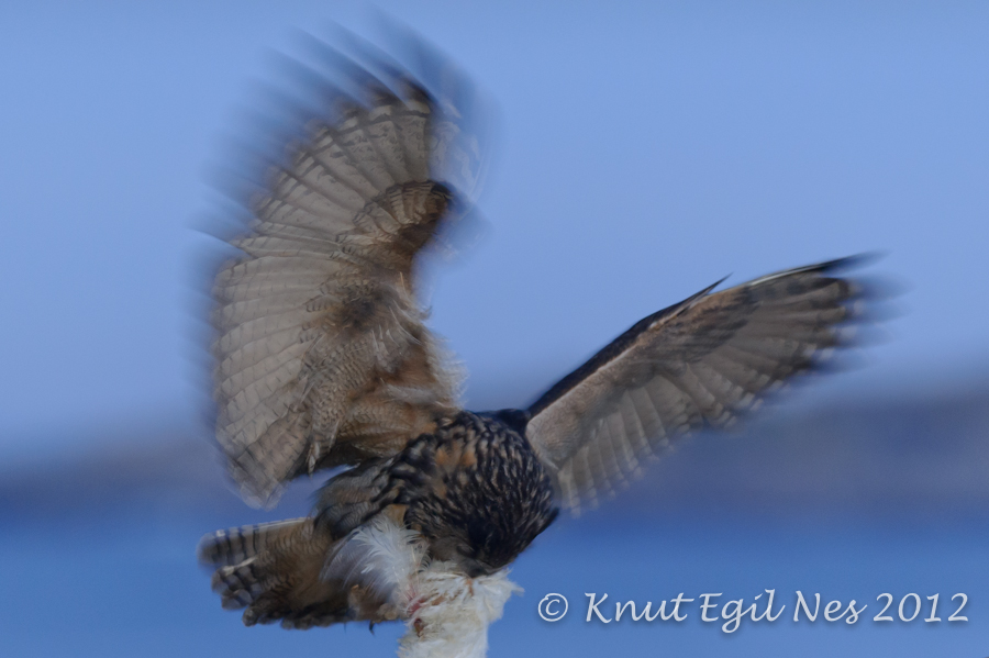 Knut Egil Nes-Naturopplevelser: Hubro, hubro, hubro