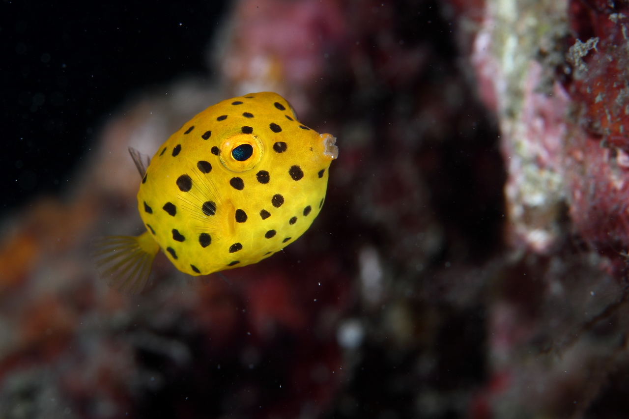 Curiosidades del Mundo: 04/10/13