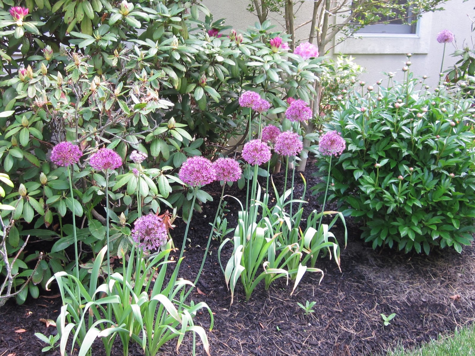 Orchids and Ikebana: Ikebana with Allium