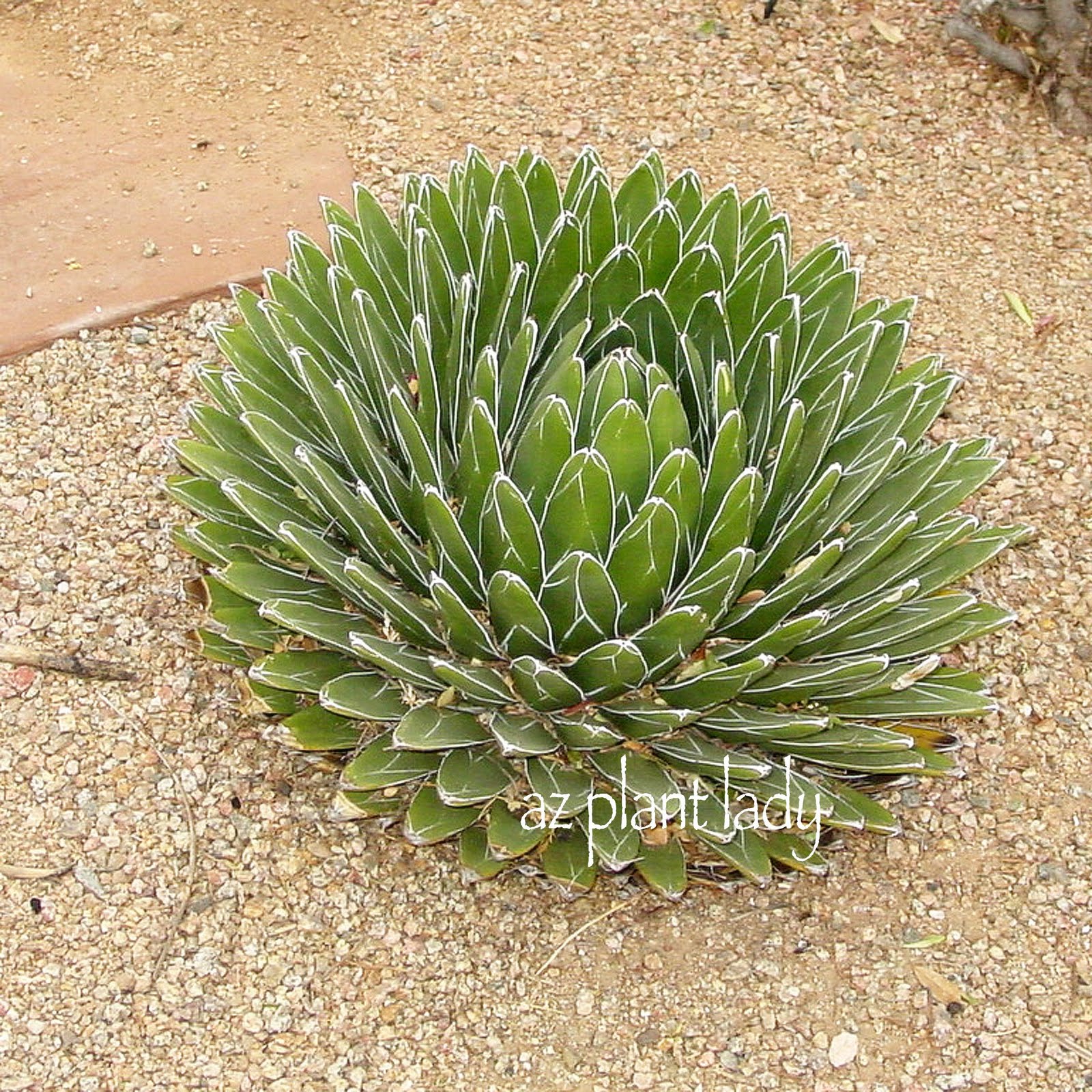 My Husband, Agave and Yucca....A Losing Battle? - Ramblings from a ...