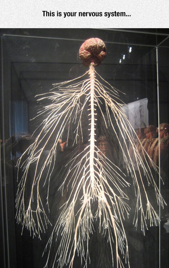 Net Japa: The amazing Nervous System