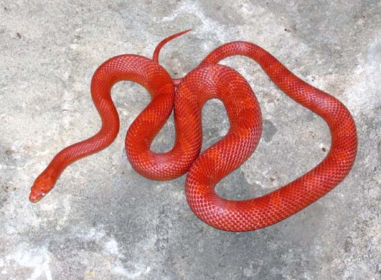 Our Beautiful World: Beautiful red snakes