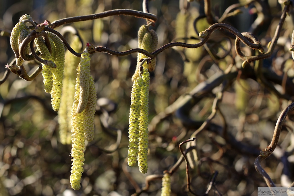Annas lilla Flora: Hassel hängen
