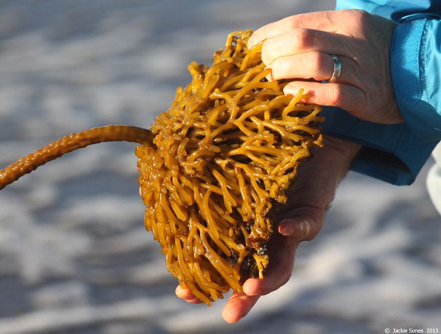 The Natural History of Bodega Head: Home is where your holdfast is