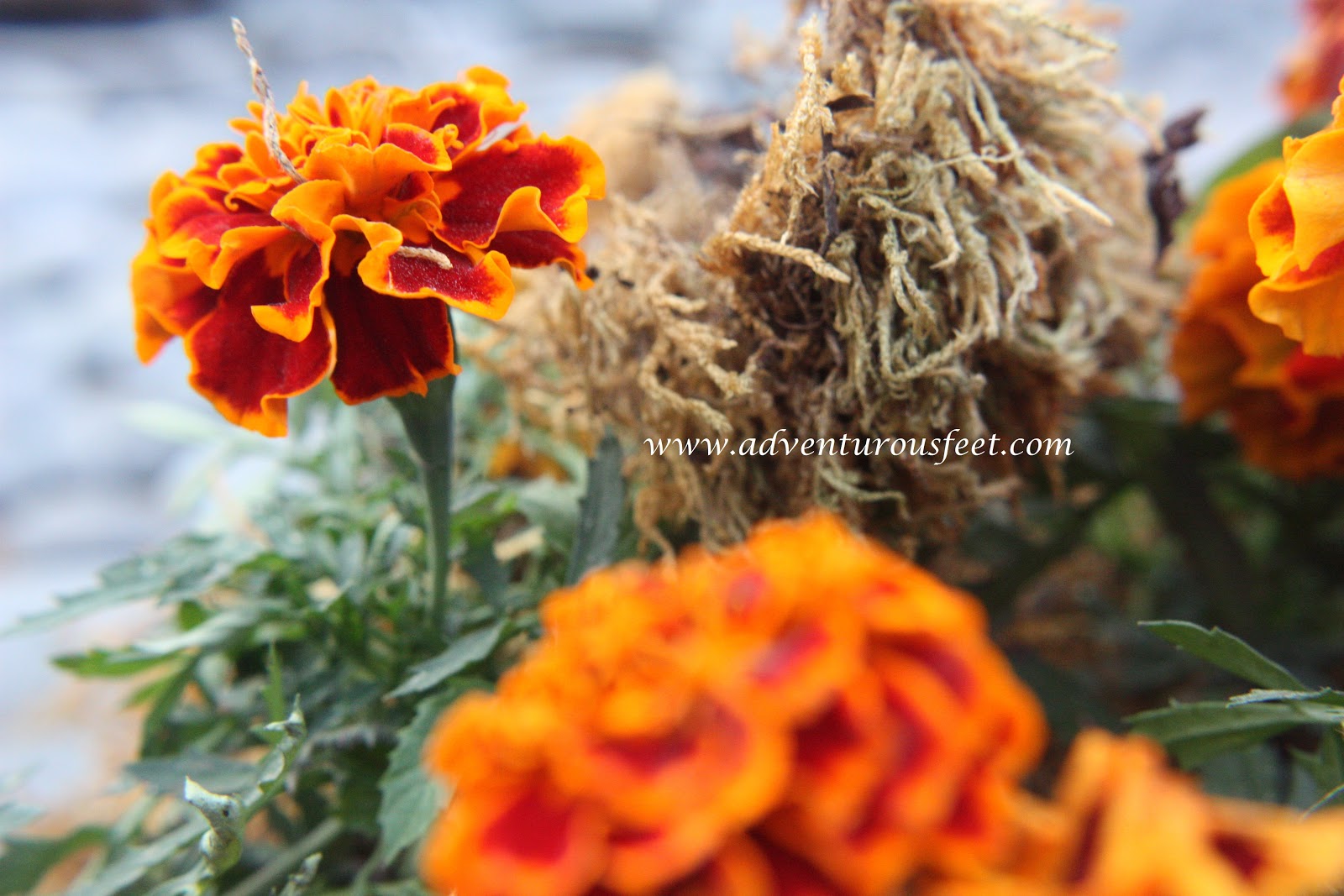 Adventurous Feet: 2013 Baguio Panagbenga Flower Festival Schedule of ...