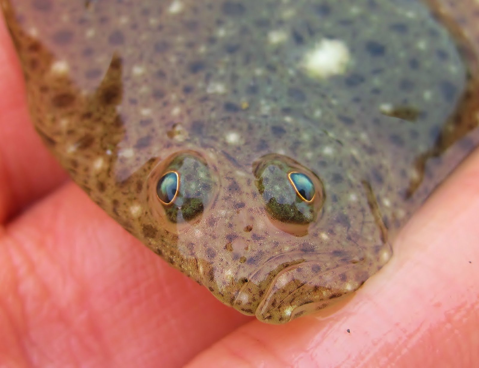 Fish In A Water Trough at Spencer Ebert blog