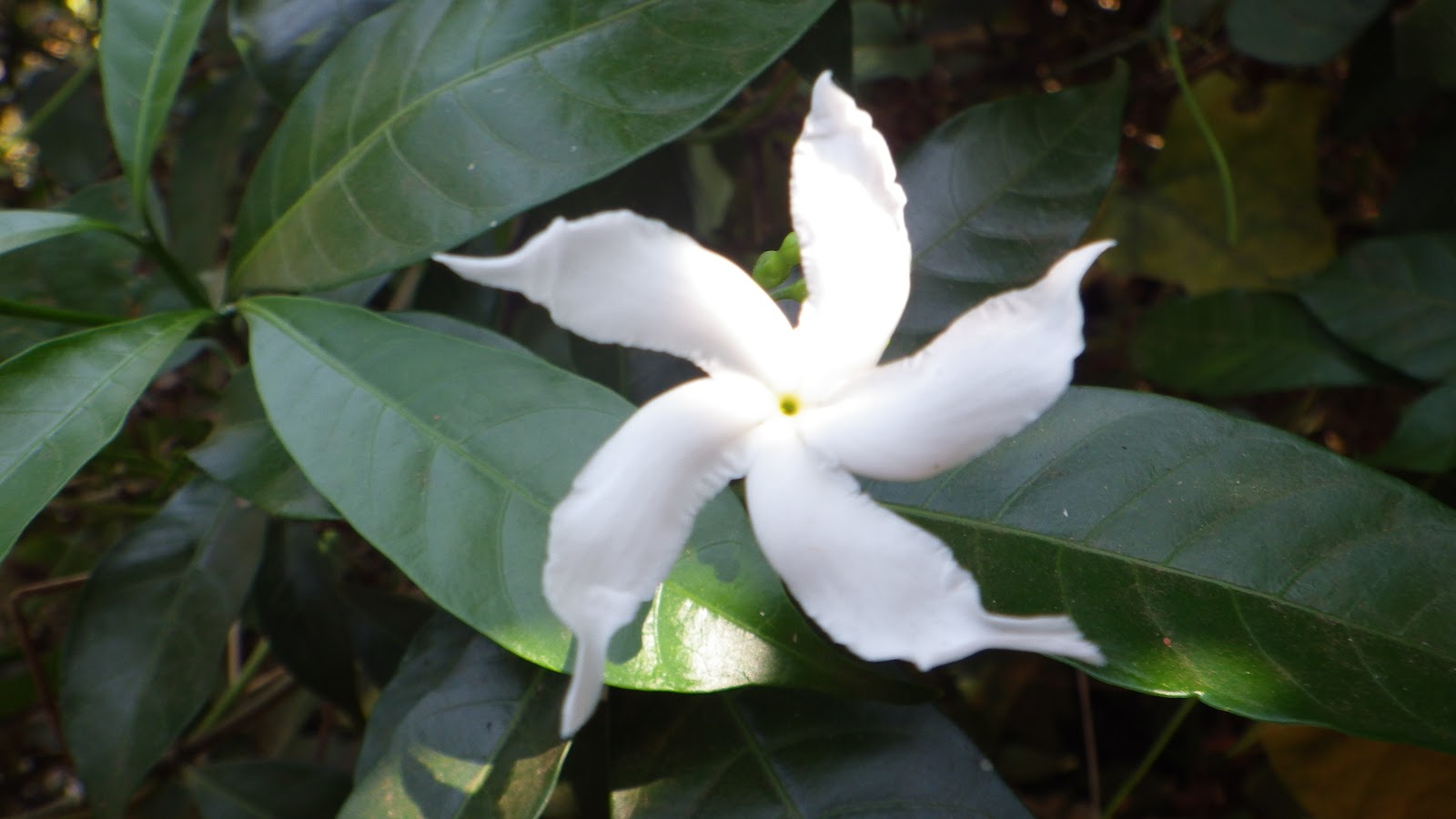 Epic adventure: Flowers of Goa & Hampi