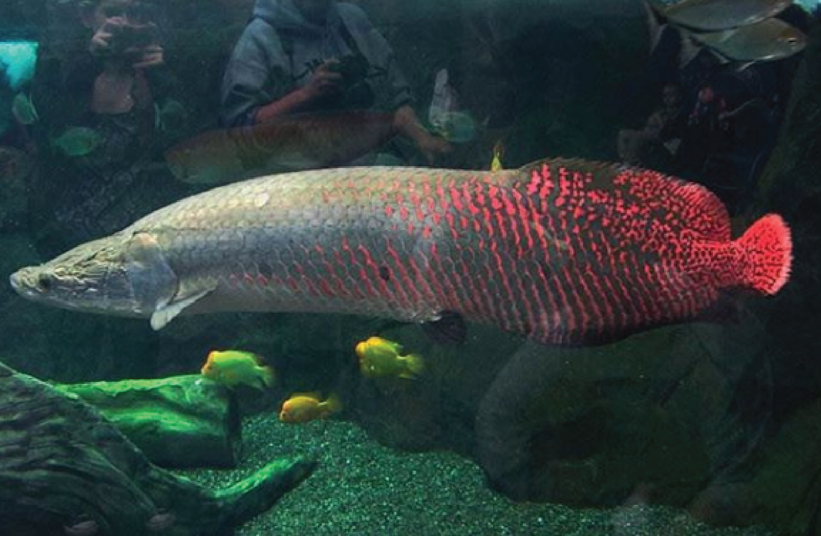 Masih Hidup Aja! Inilah 7 Ikan Predator Air Tawar Purba Yang Populer ...