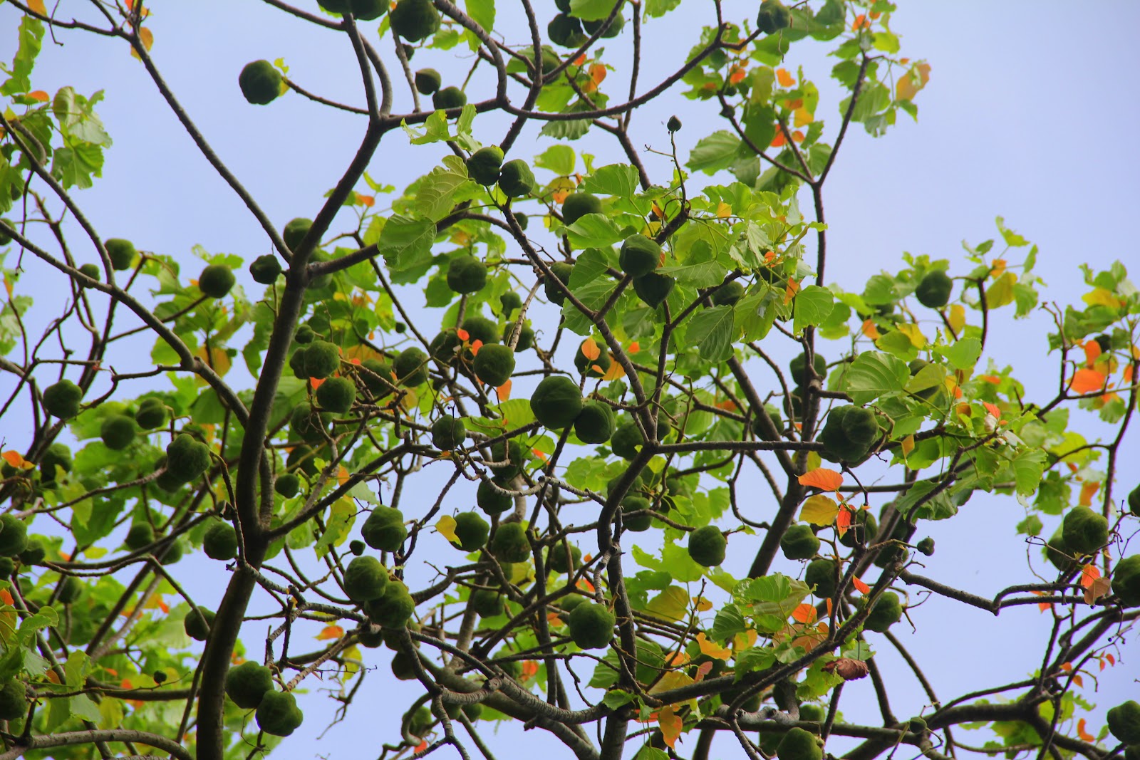 A Visit to Grandma's Lumban