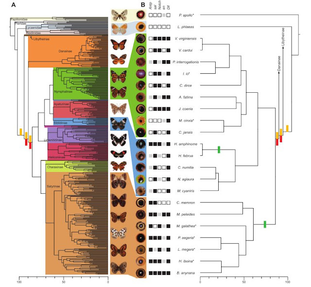 Wings and Things: Gene expression analysis reveals a single origin for ...