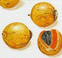 TUCUMÃ (Astrocaryum vulgare) - Klima Naturali™