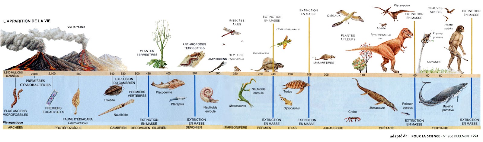 Les poissons n'existent pas: Evolution et complexité… Ce n’est pas simple