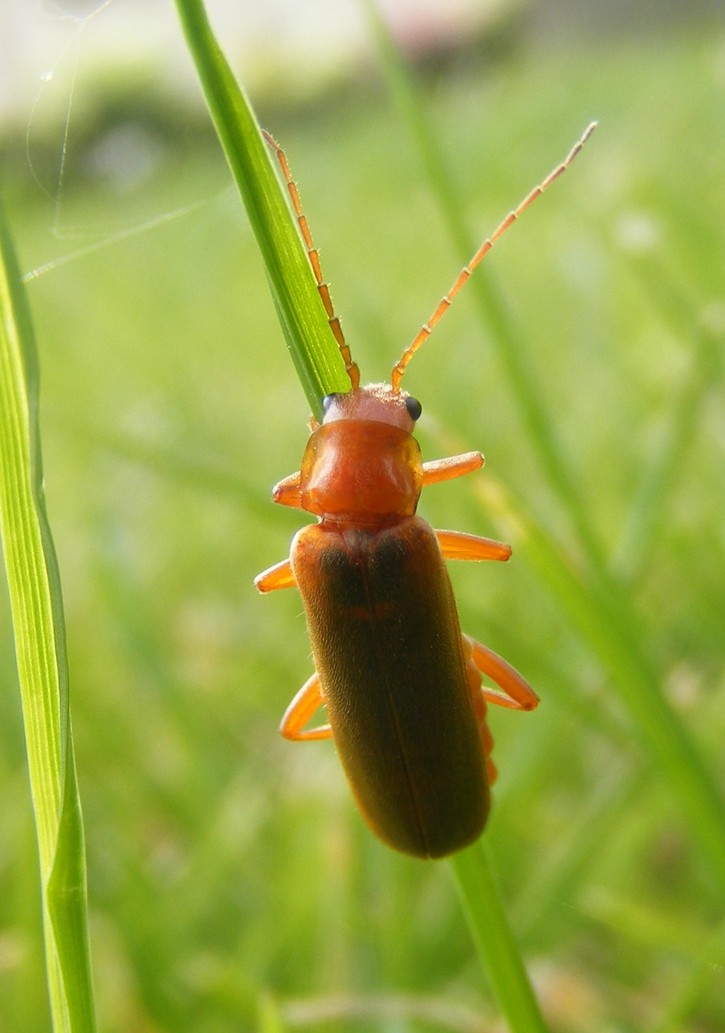 Les rêveries d'Hildegarde: Téléphore