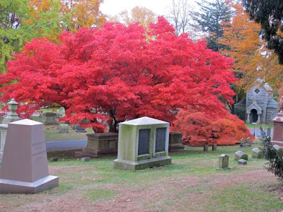 Julie Zickefoose on Blogspot: Great Maples of Mt. Auburn